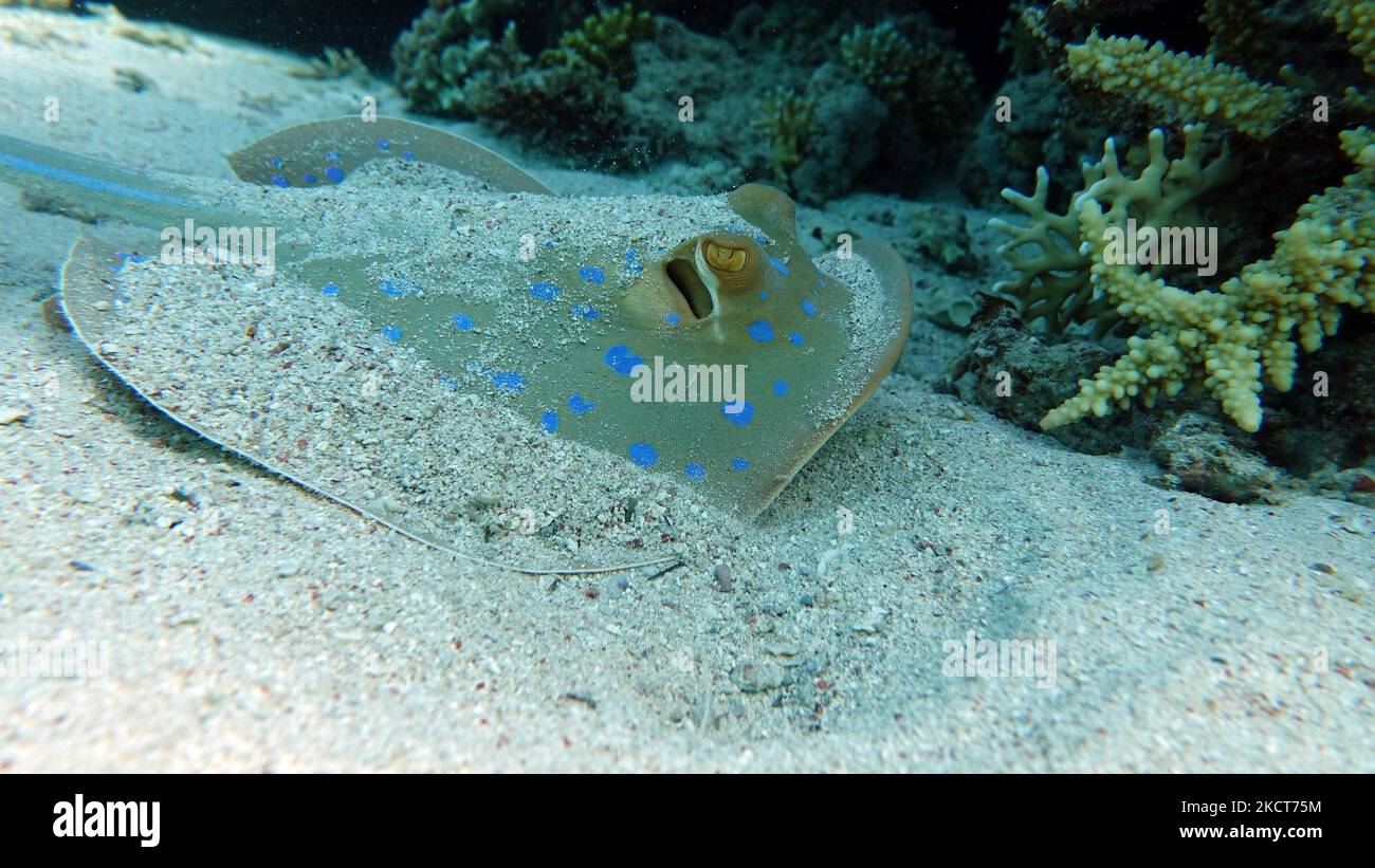 Stingrays - Batoidea Taeniura lymma. Stingray Family, Spotted Stingrays ...