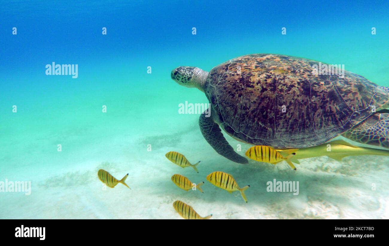 Big Green turtle on the reefs of the Red Sea Stock Photo - Alamy