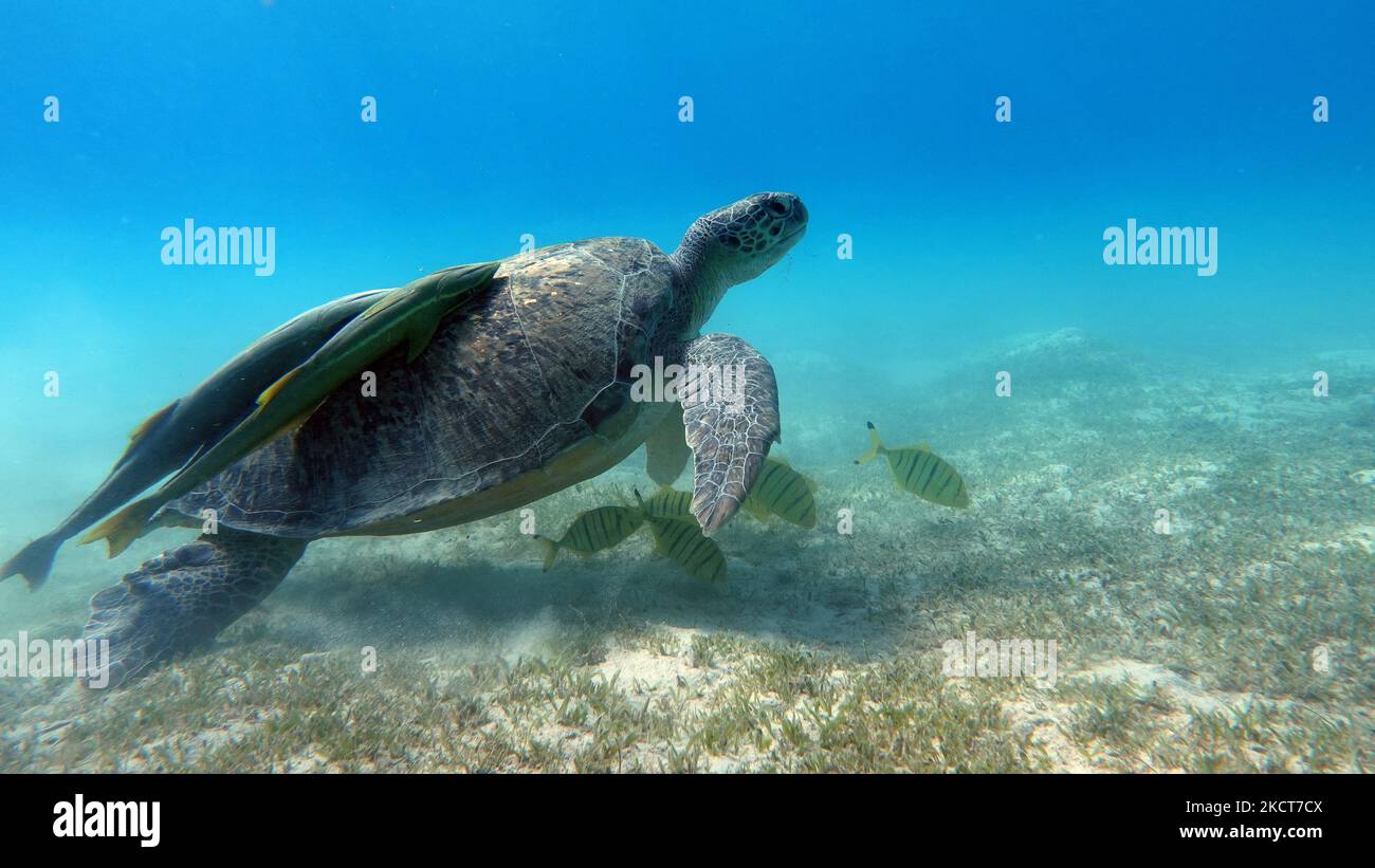 Big Green turtle on the reefs of the Red Sea Stock Photo - Alamy