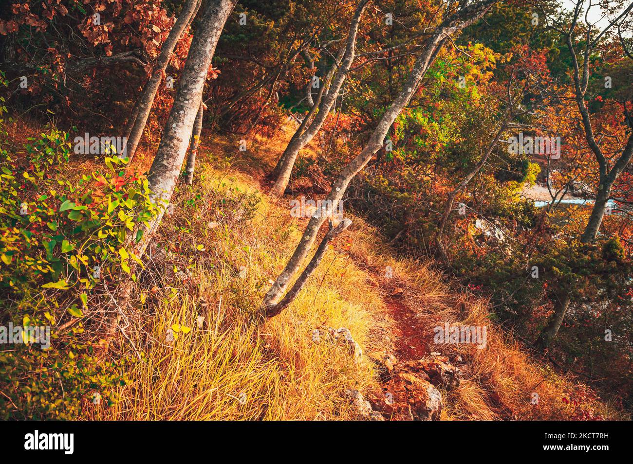 Green pine tree on famous Zlatni Rat beach n Bol town, Brac island ...