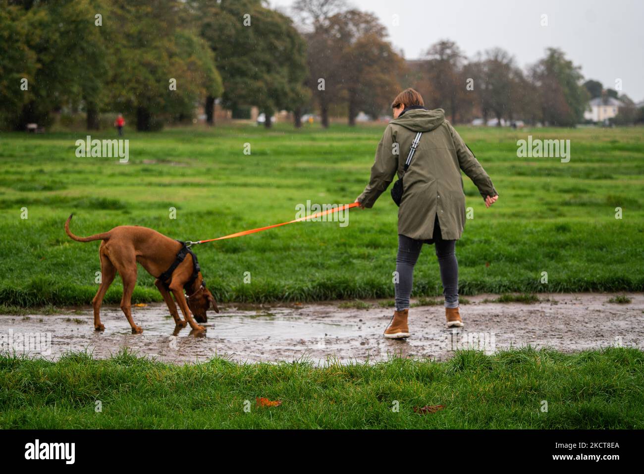 London UK. 5 November 2022. A dog on a lead drinks from a water puddle ...