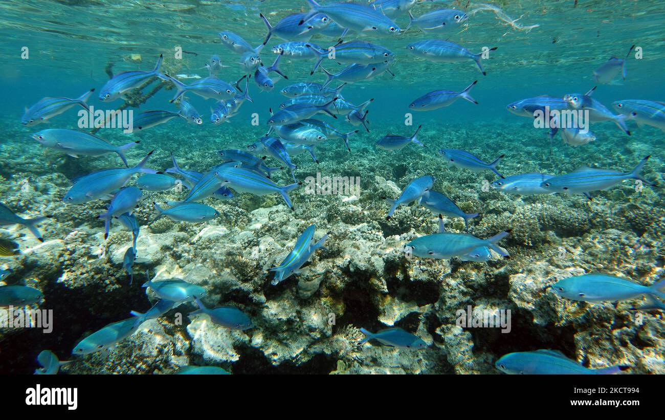 Colorful tropical fish on a coral reef, amazingly beautiful fairy world ...