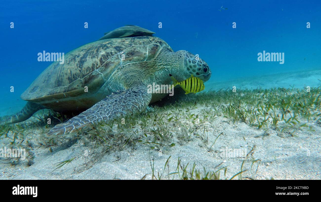 Big Green turtle on the reefs of the Red Sea Stock Photo - Alamy