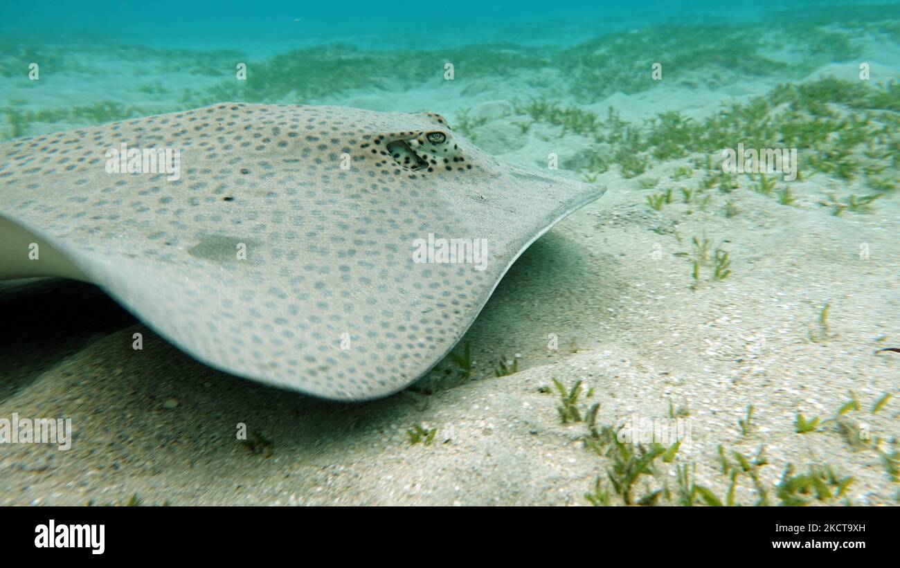 Stingrays - Batoidea Taeniura lymma. Stingray Family, Spotted Stingrays ...
