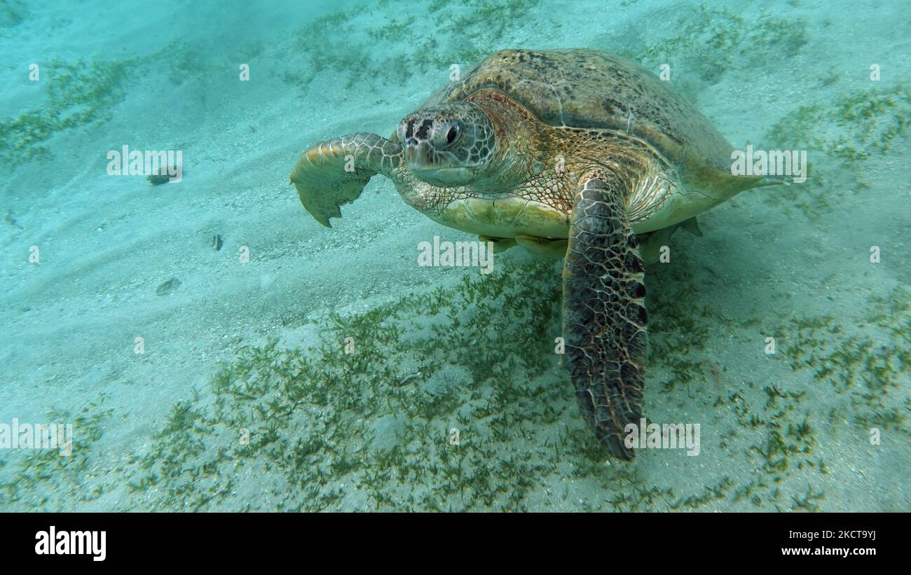 Big Green turtle on the reefs of the Red Sea Stock Photo - Alamy