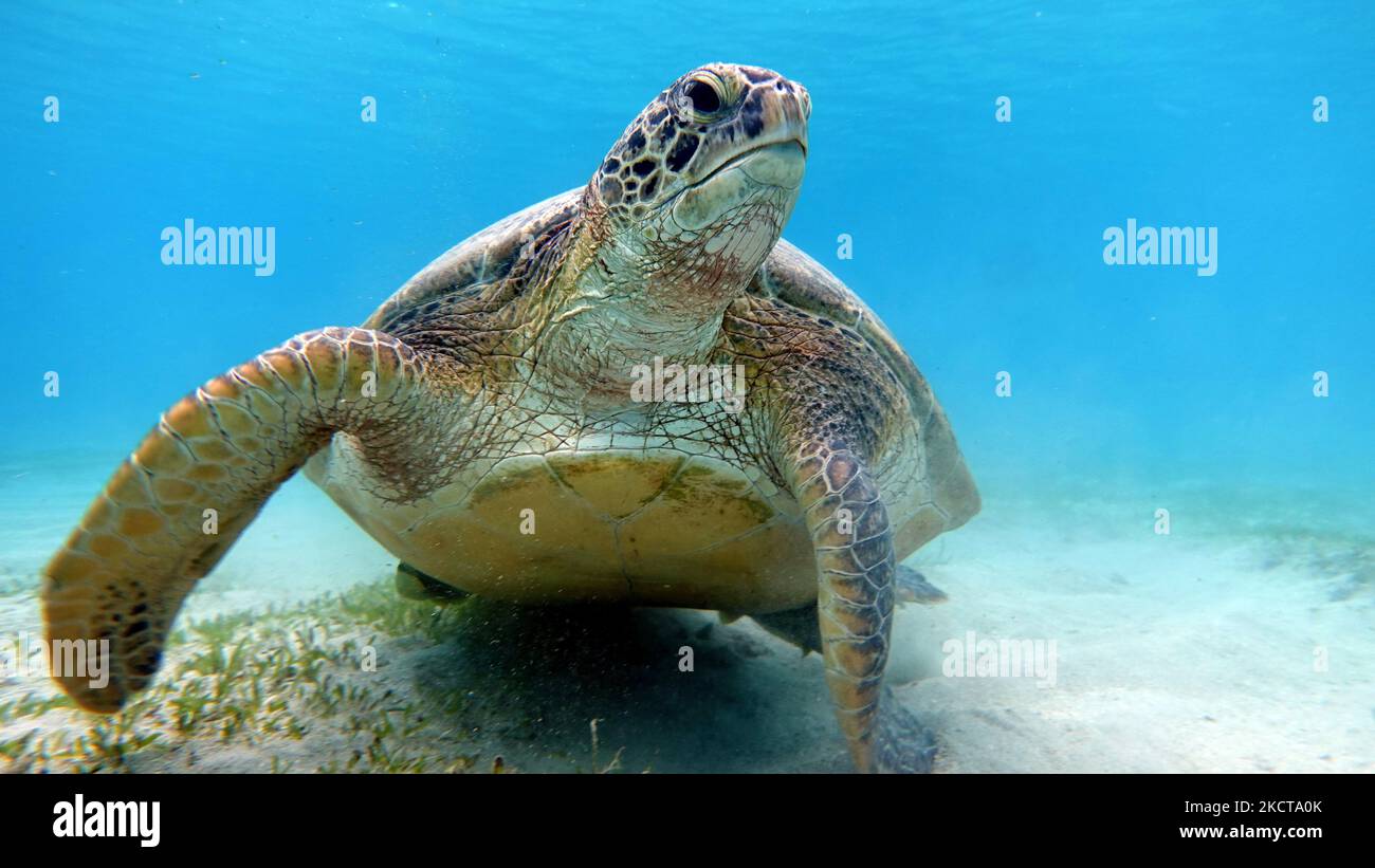 Big Green turtle on the reefs of the Red Sea Stock Photo - Alamy