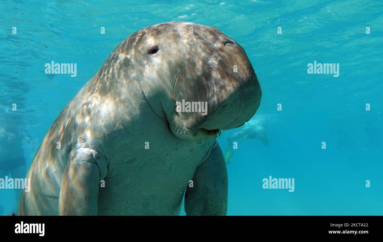 Baby dugong hi-res stock photography and images - Alamy