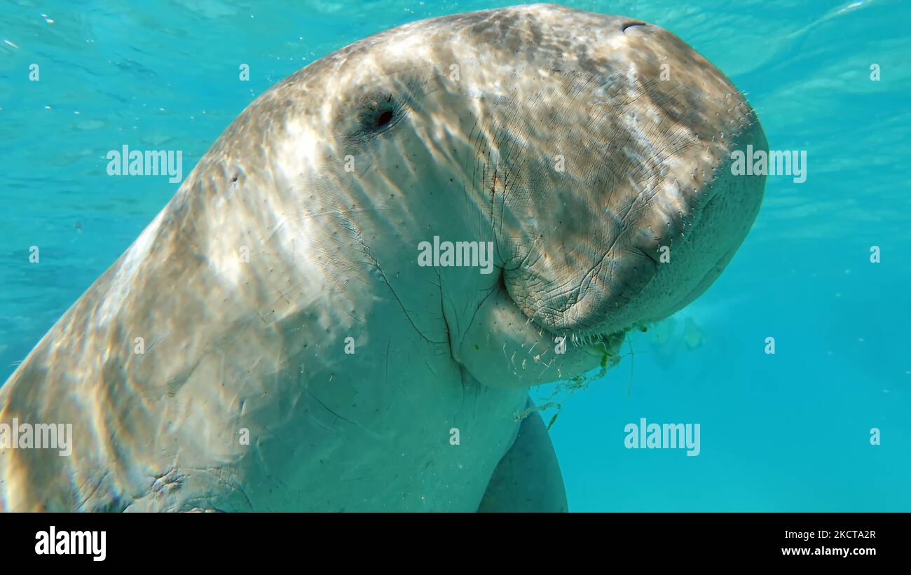 From the bay of mars mubarak hi-res stock photography and images - Alamy