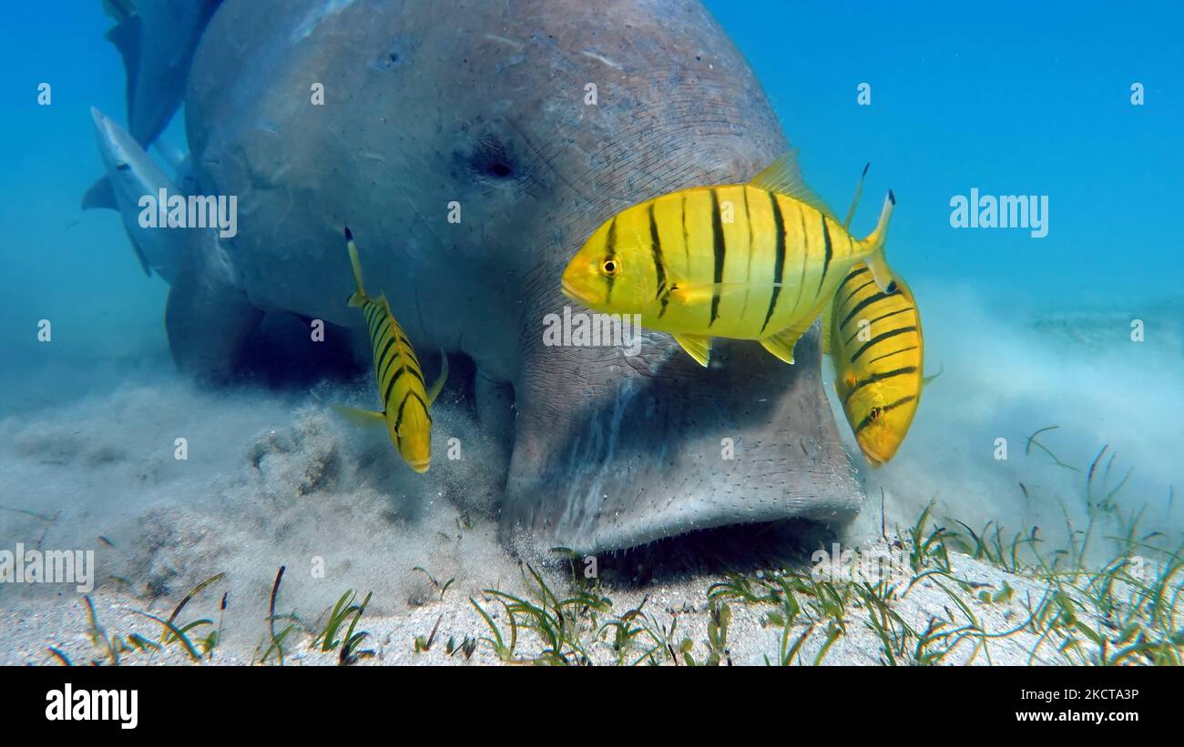 Baby dugong hi-res stock photography and images - Alamy