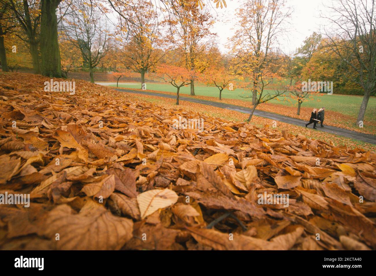 A generel view of Rheinaue Park during the autumn season as trees ...
