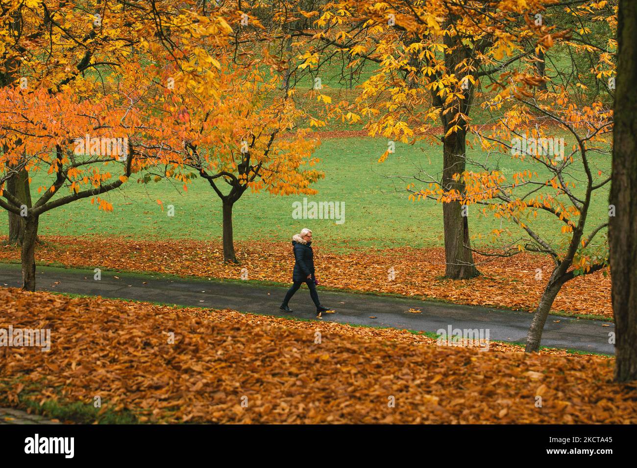 A generel view of Rheinaue Park during the autumn season as trees ...