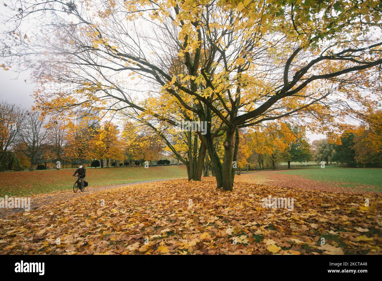 A generel view of Rheinaue Park during the autumn season as trees ...