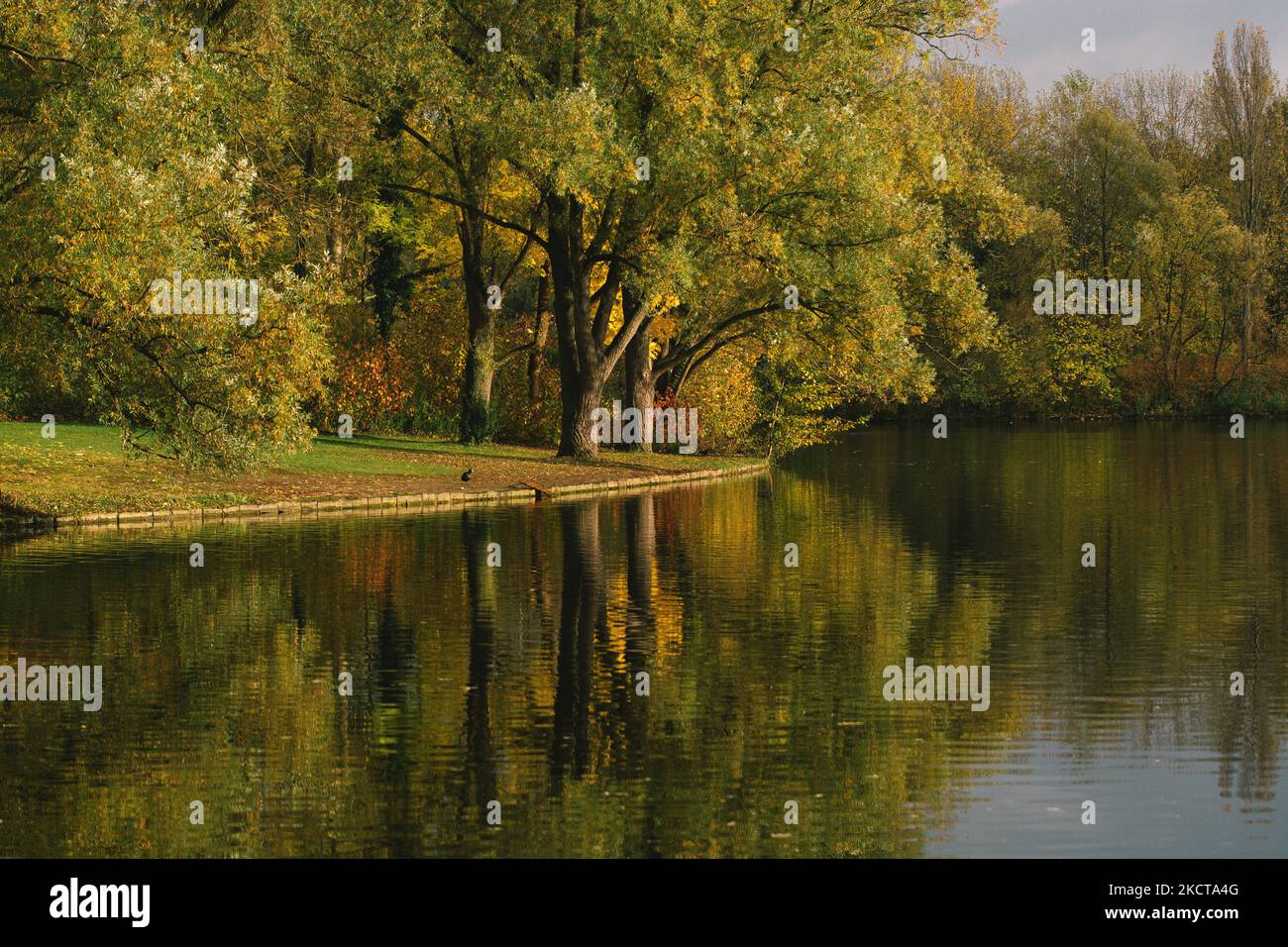 a generel view of Rheinaue Park during the autumn season as trees ...
