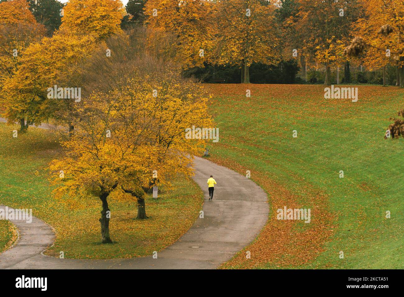 a generel view of Rheinaue Park during the autumn season as trees ...
