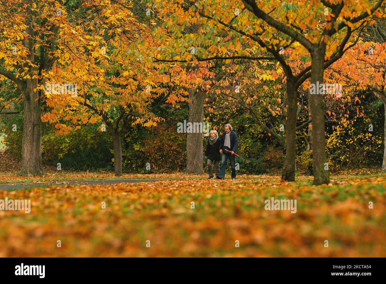 a generel view of Rheinaue Park during the autumn season as trees ...