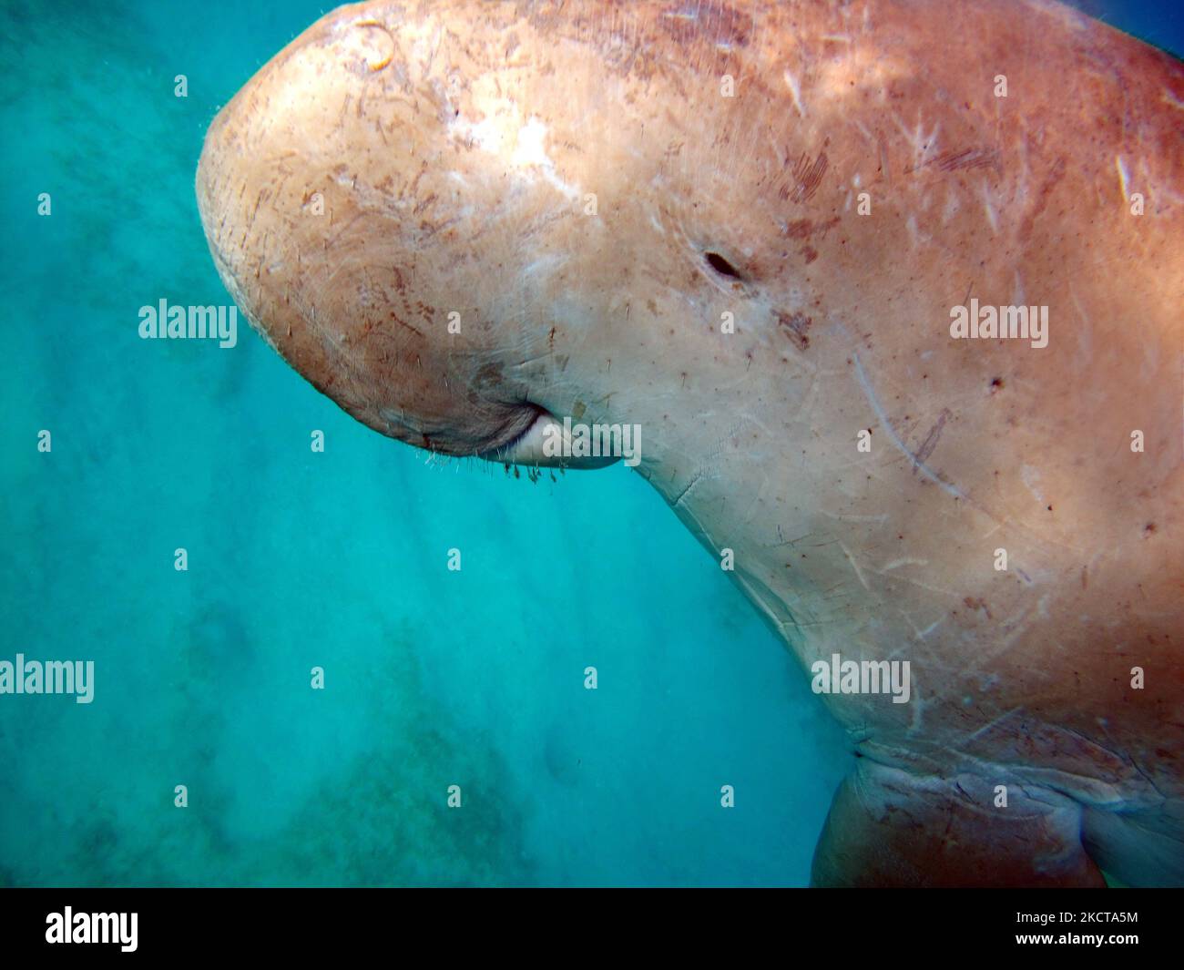 Dugong. Baby dugong from the bay of Mars Mubarak Dugongo. Sea Cow in ...