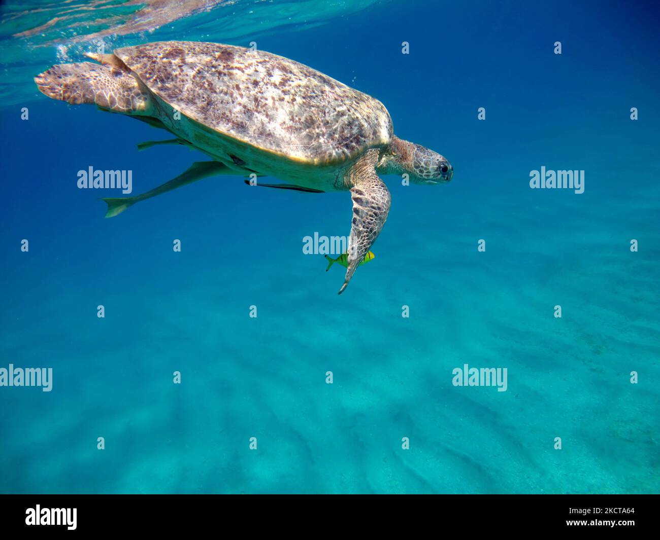 Big Green turtle on the reefs of the Red Sea Stock Photo - Alamy