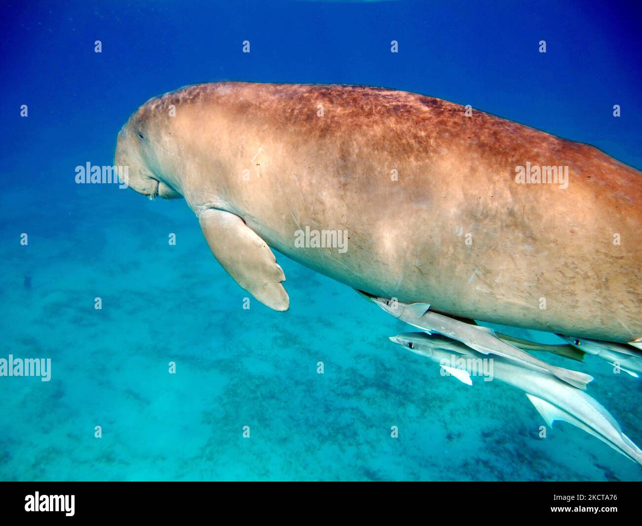Dugong. Baby dugong from the bay of Mars Mubarak Dugongo. Sea Cow in ...
