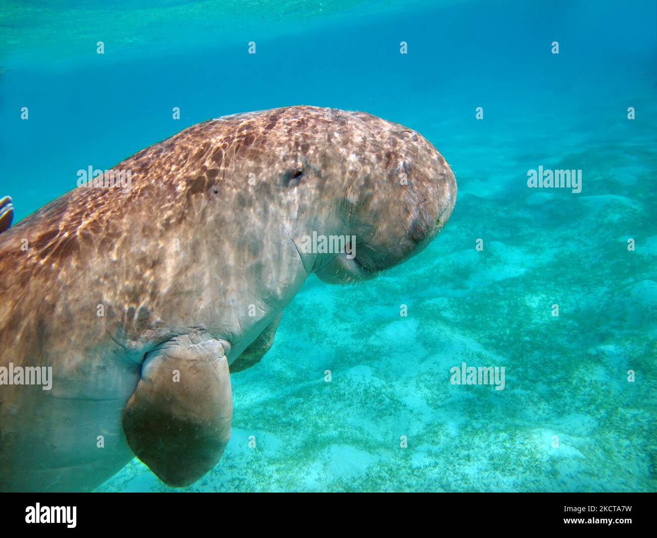 Dugong. Baby dugong from the bay of Mars Mubarak Dugongo. Sea Cow in ...