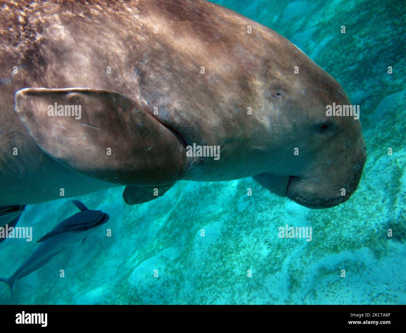 Dugong. Baby dugong from the bay of Mars Mubarak Dugongo. Sea Cow in ...