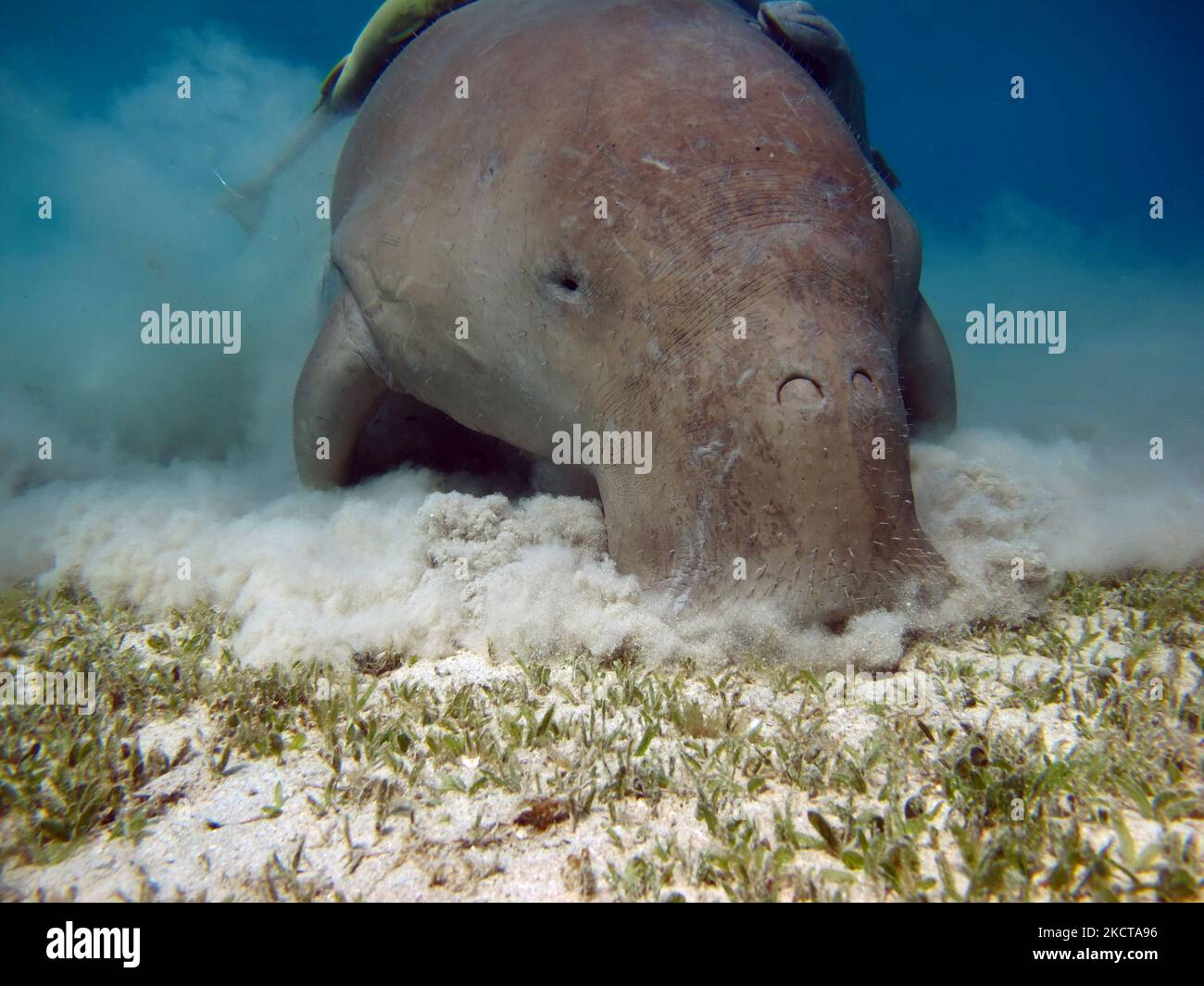 Dugong. Baby dugong from the bay of Mars Mubarak Dugongo. Sea Cow in ...