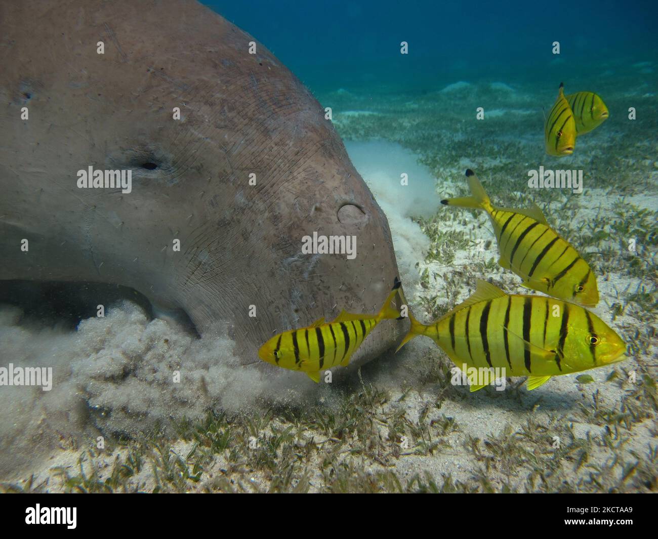 Dugong. Baby dugong from the bay of Mars Mubarak Dugongo. Sea Cow in ...