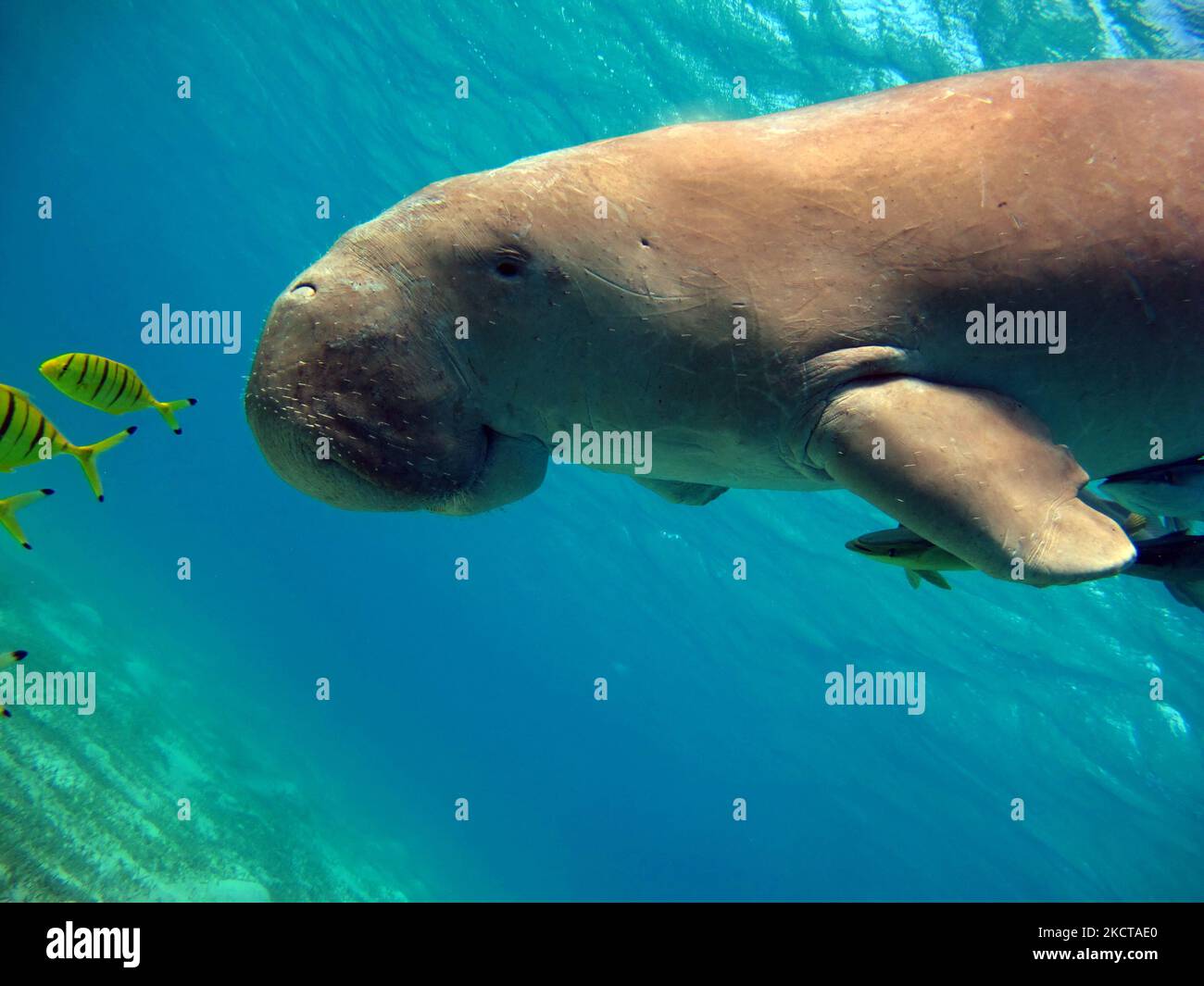 Dugong. Baby dugong from the bay of Mars Mubarak Dugongo. Sea Cow in ...