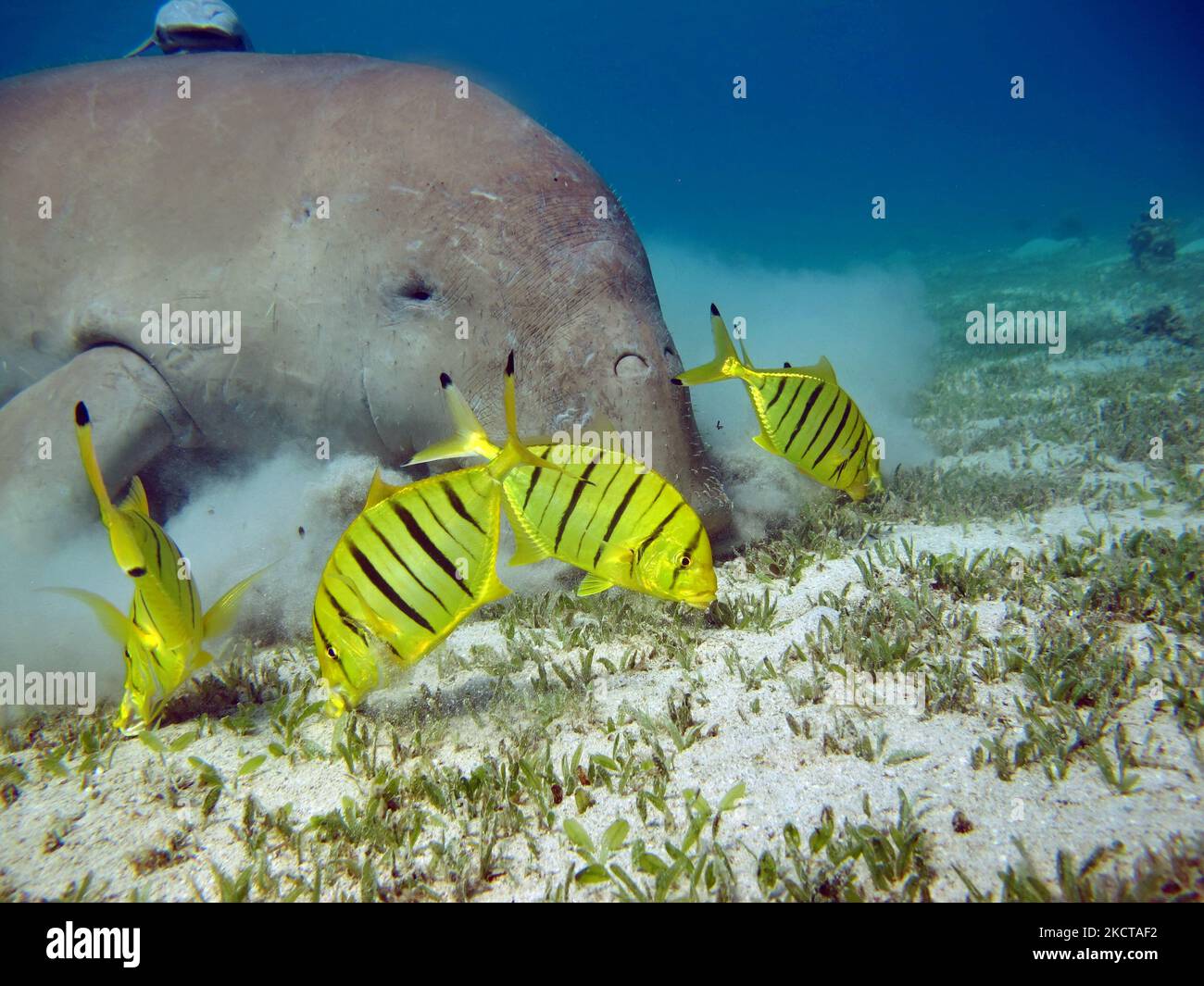 From the bay of mars mubarak hi-res stock photography and images - Alamy