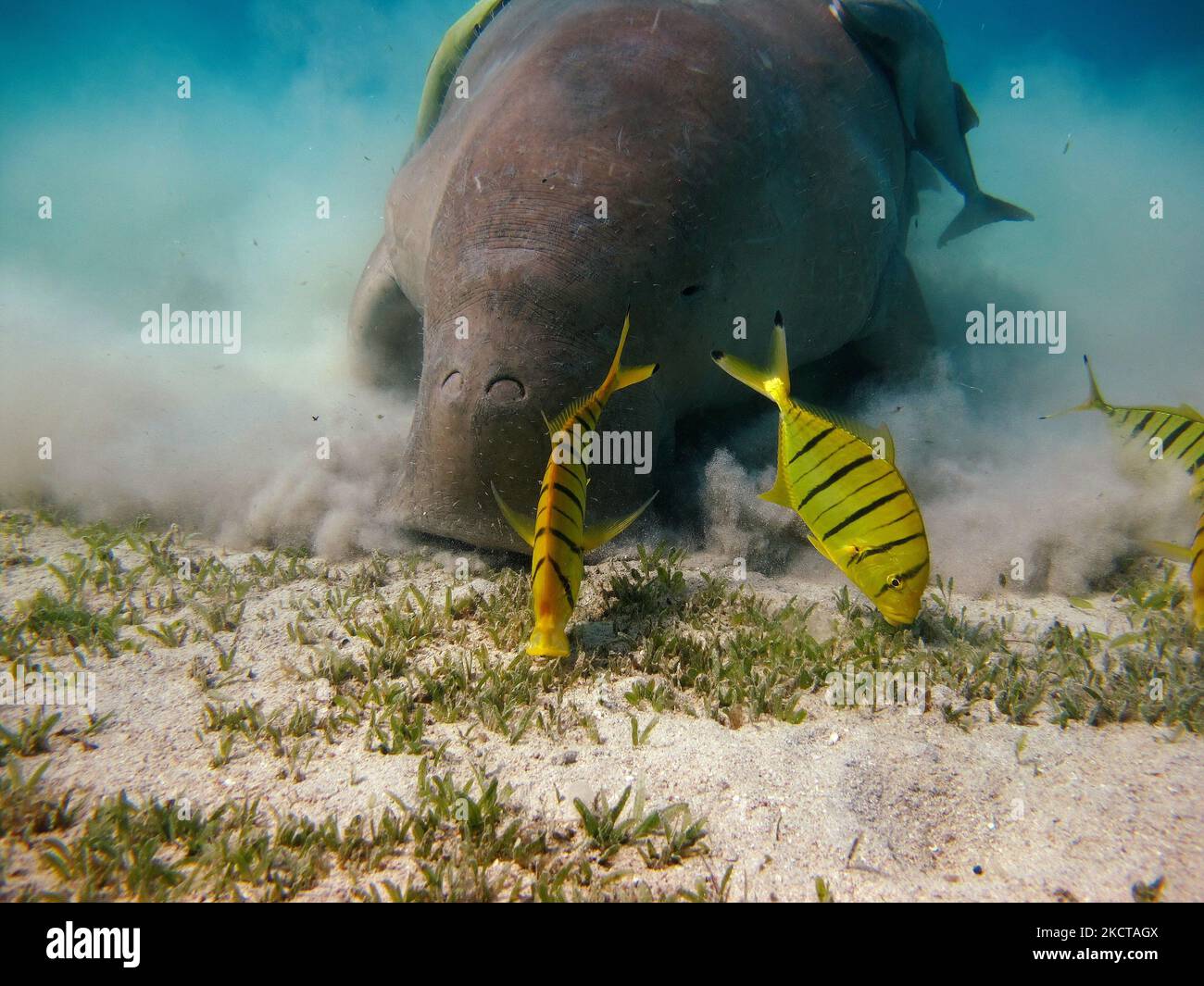 Dugong. Baby dugong from the bay of Mars Mubarak Dugongo. Sea Cow in ...