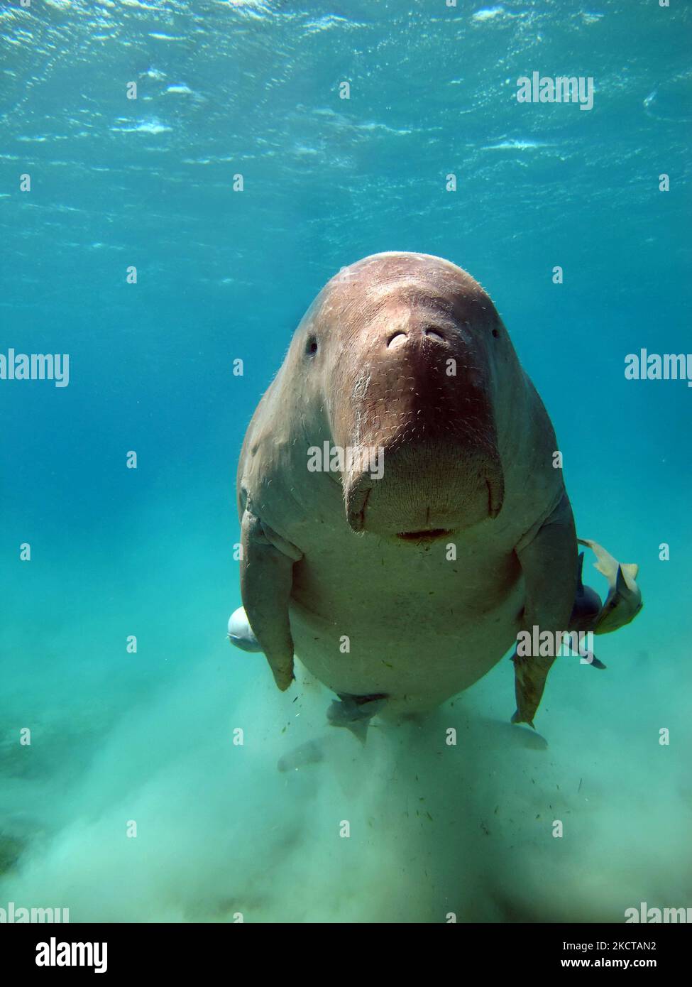 Dugong. Baby dugong from the bay of Mars Mubarak Dugongo. Sea Cow in ...