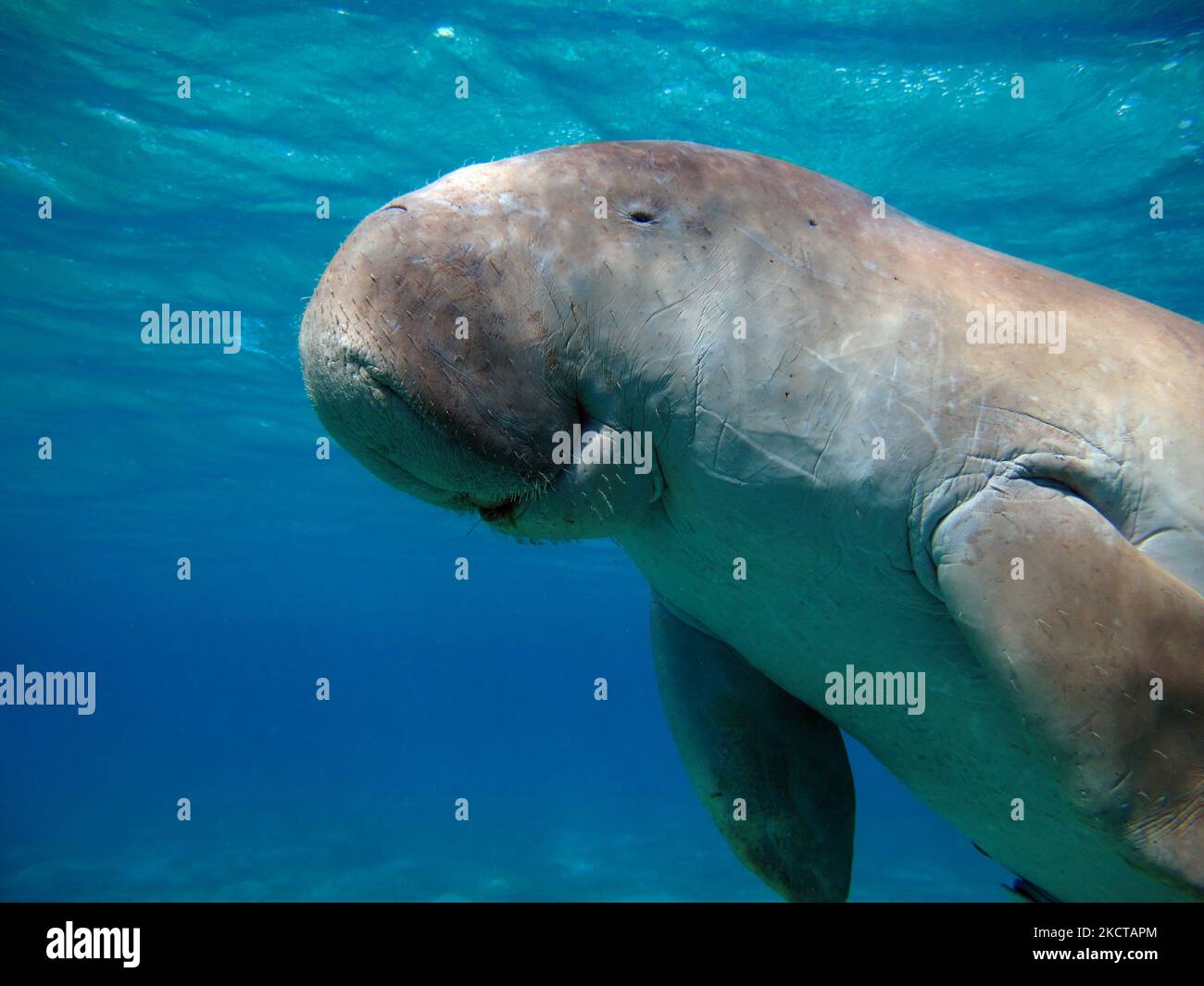 Baby dugong hi-res stock photography and images - Alamy