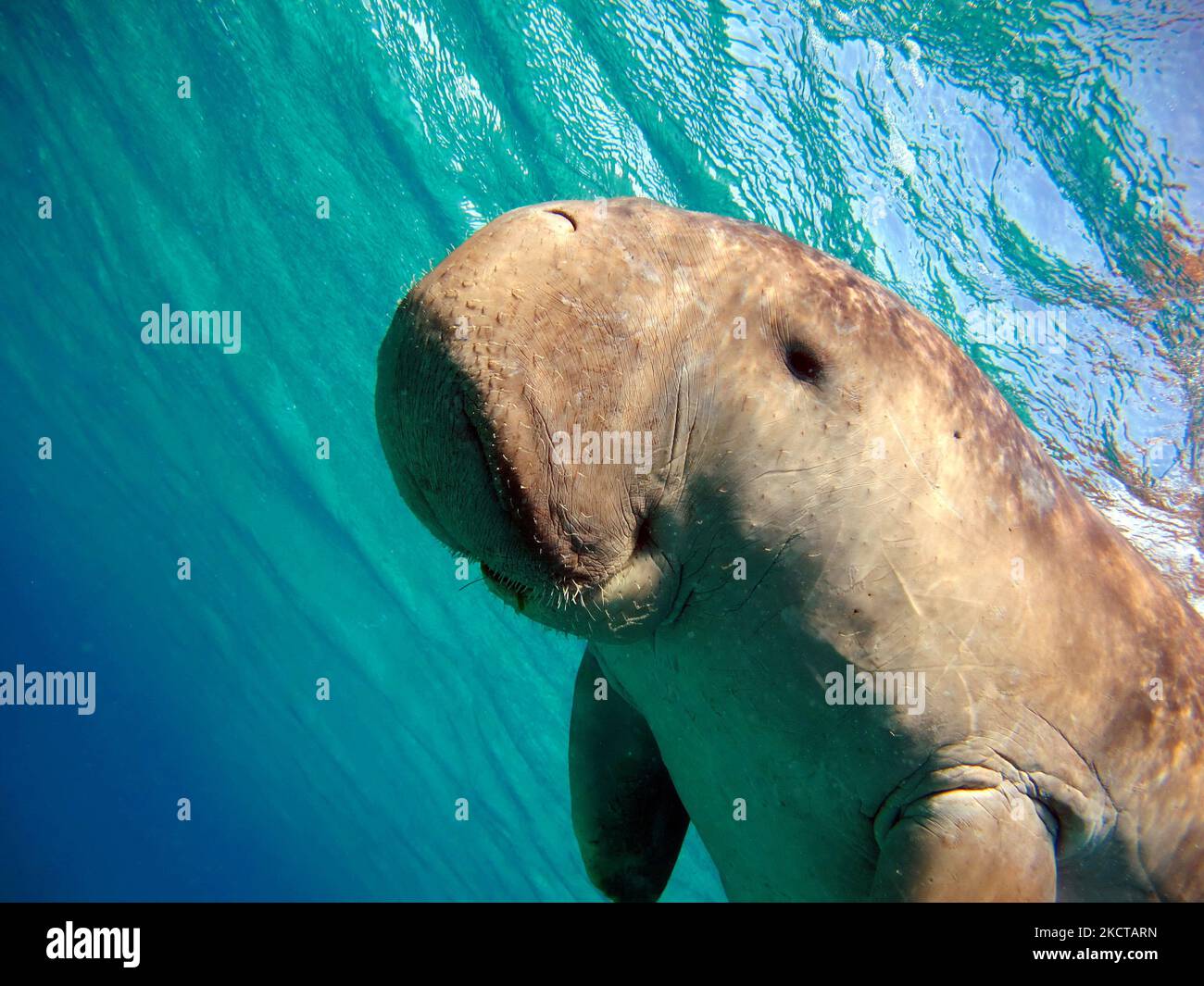 Baby dugong hi-res stock photography and images - Alamy