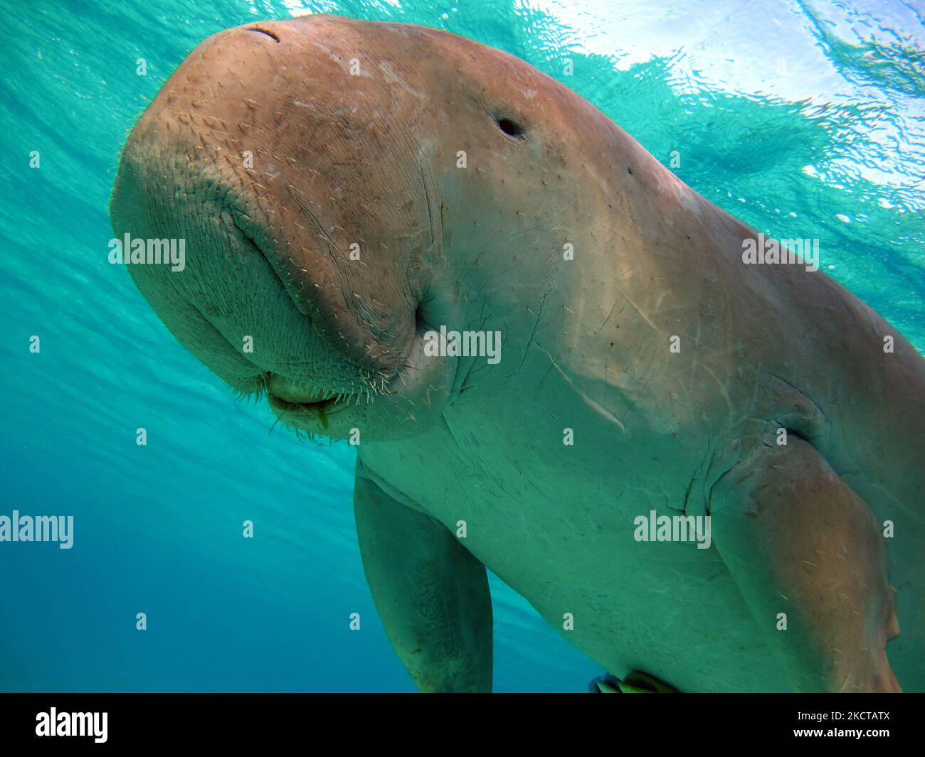 Baby dugong hi-res stock photography and images - Alamy