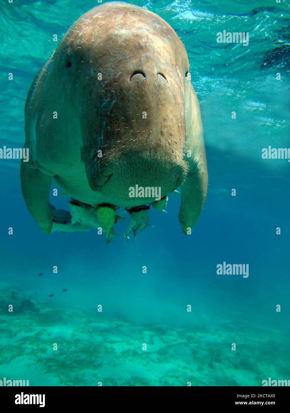 Dugong. Baby dugong from the bay of Mars Mubarak Dugongo. Sea Cow in ...