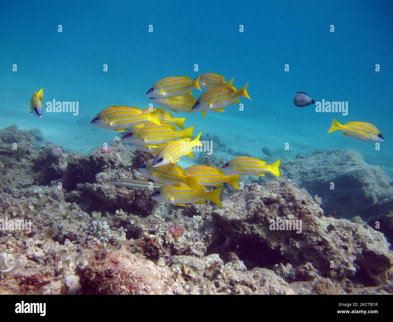 Beautiful fish on the reefs of the Red Sea. Beautiful, diverse and ...