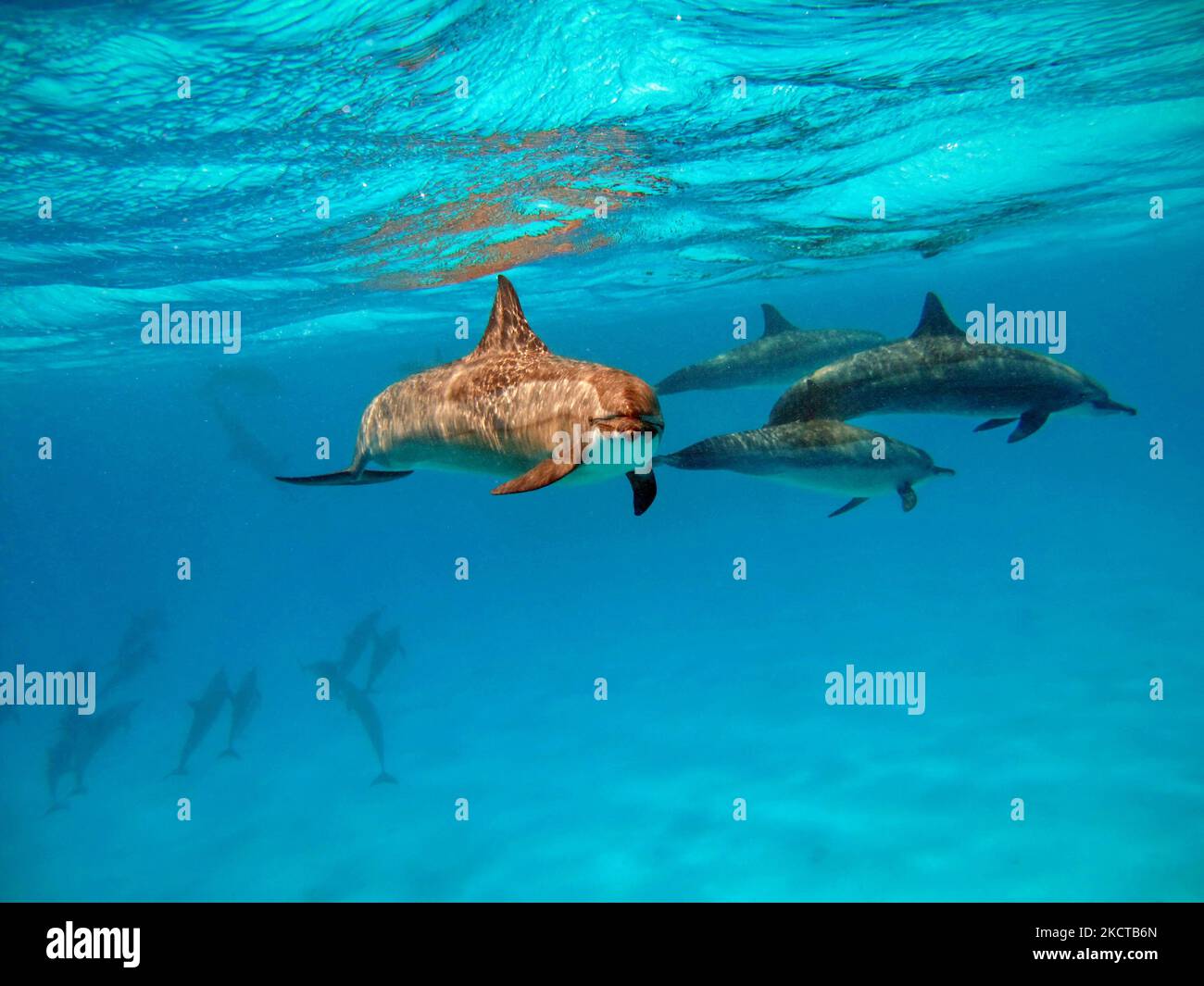 Sataya reef house of dolphins hi-res stock photography and images - Alamy
