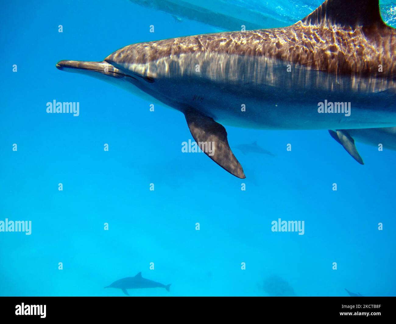 Dolphins. Spinner dolphin. Stenella longirostris is a small dolphin ...