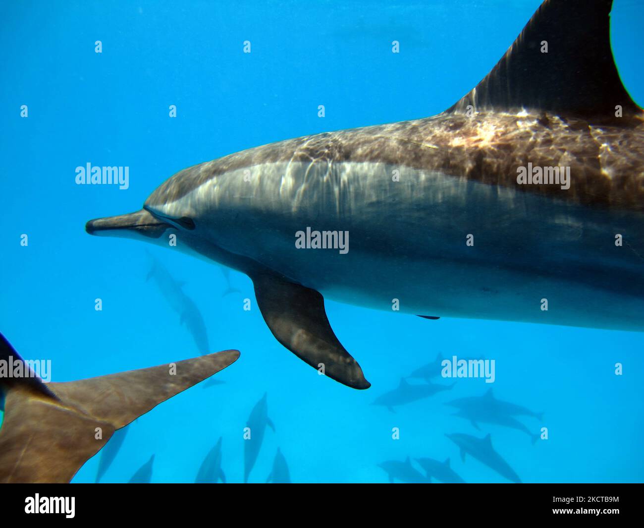 Small dolphin hi-res stock photography and images - Alamy