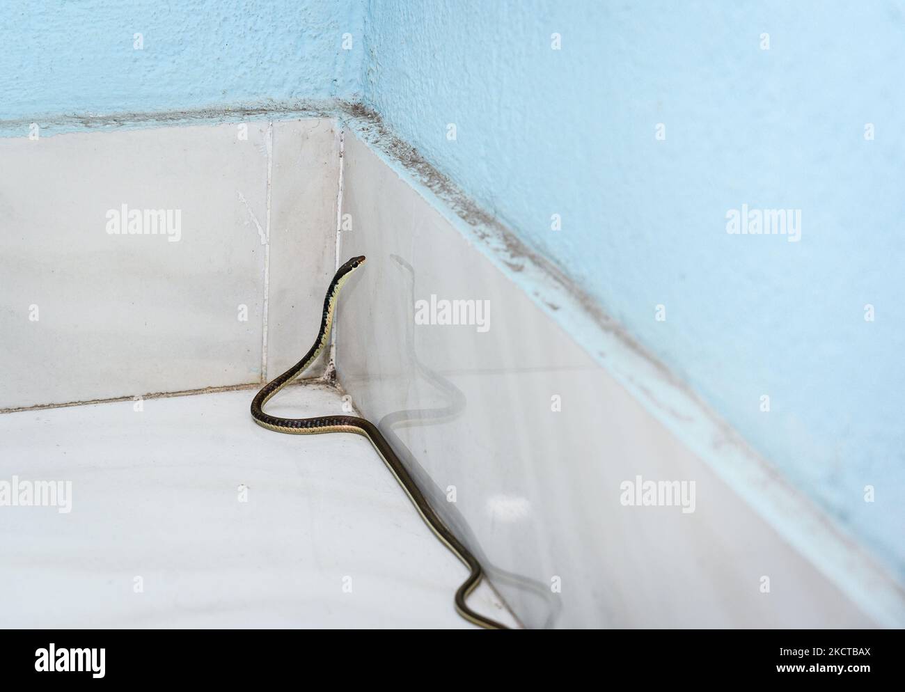 A Common Bronzeback Tree Snake (Dendrelaphis tristis ) has accidentally ...