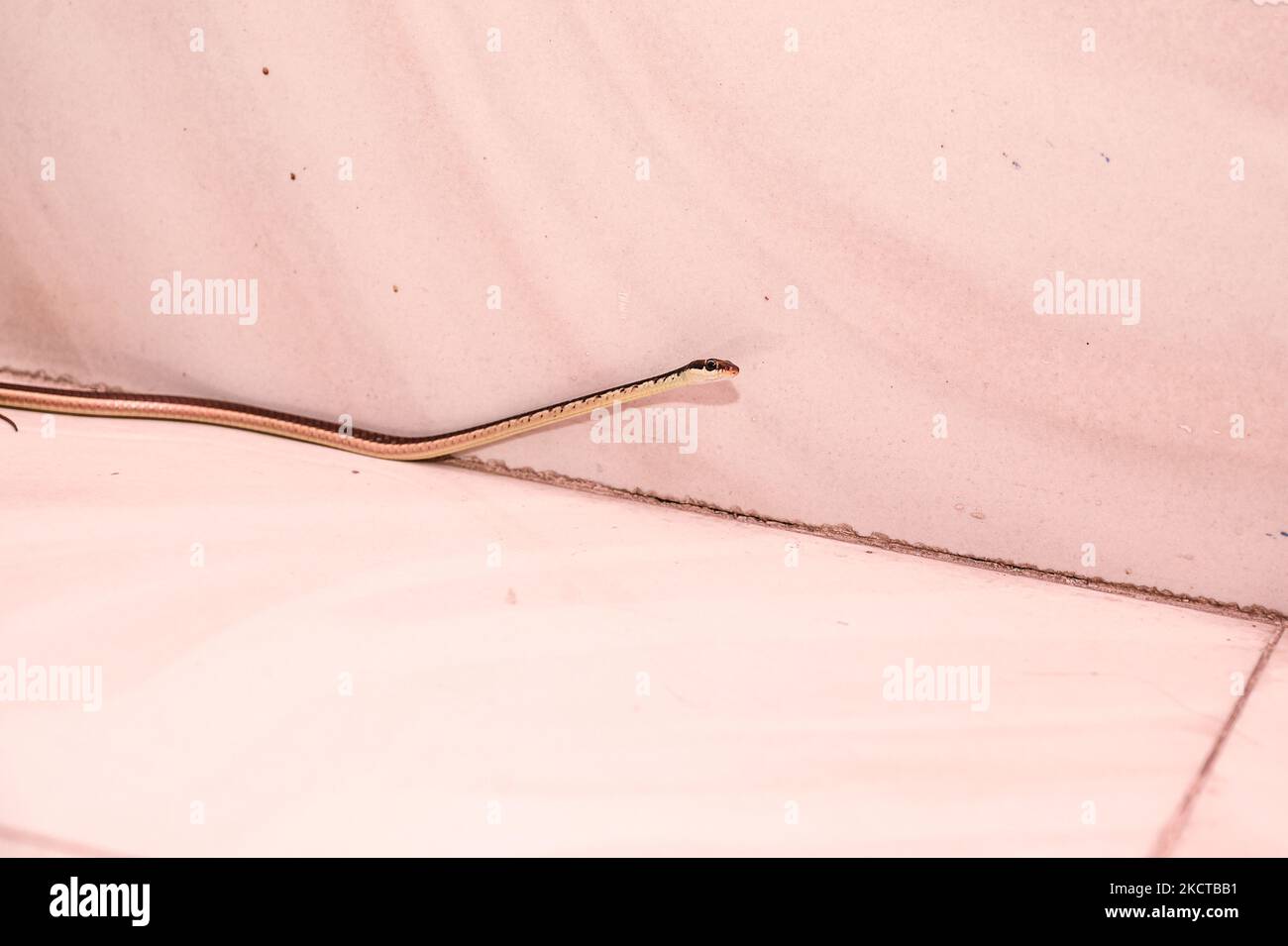 A Common Bronzeback Tree Snake (Dendrelaphis tristis ) has accidentally ...