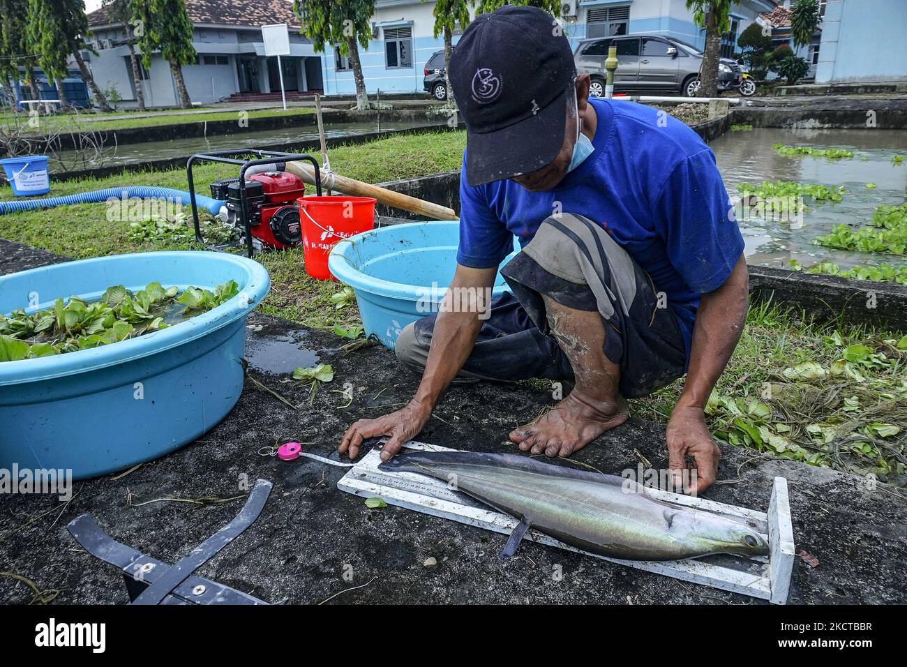 Belinda fish hi-res stock photography and images - Alamy