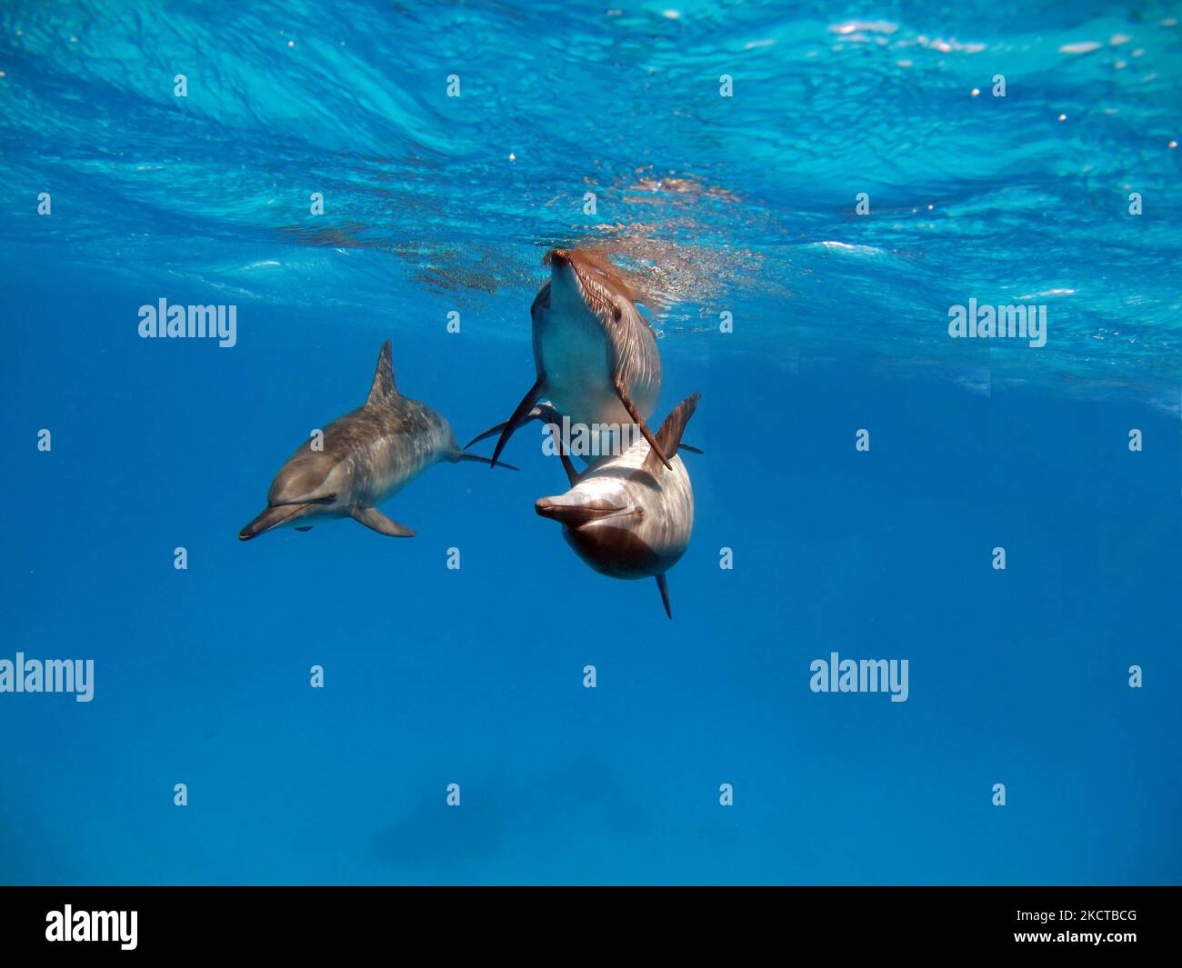 Dolphins. Spinner dolphin. Stenella longirostris is a small dolphin ...