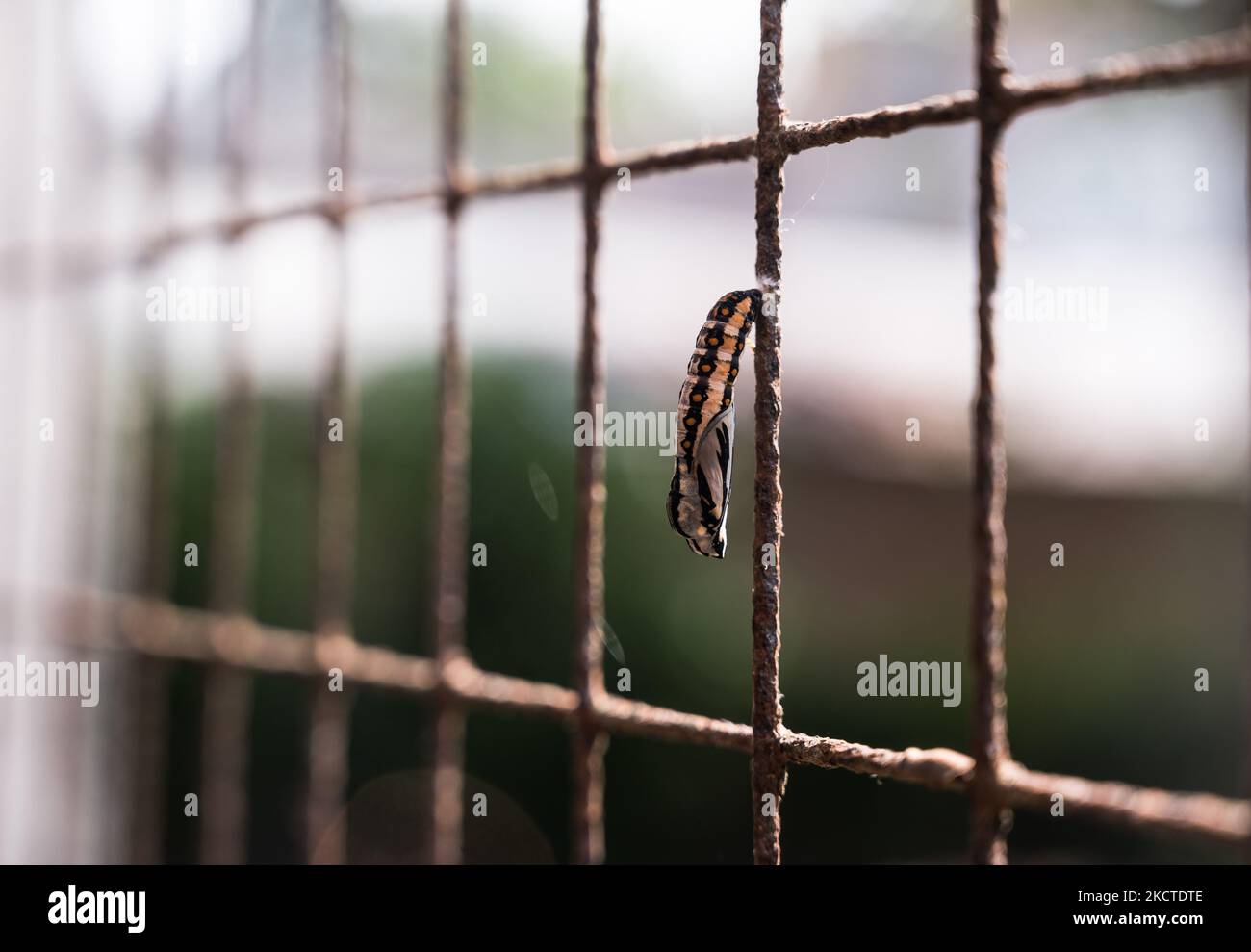 A Tawny Coster (Acraea terpsicore) butterfly caterpillar has been transformed into a pupa and ...