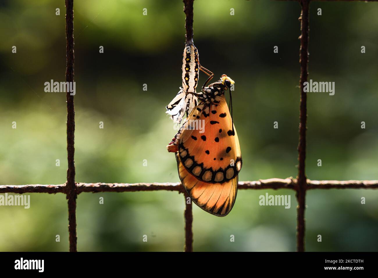 A Tawny Coster (Acraea terpsicore) butterfly caterpillar has been transformed into a pupa and ...