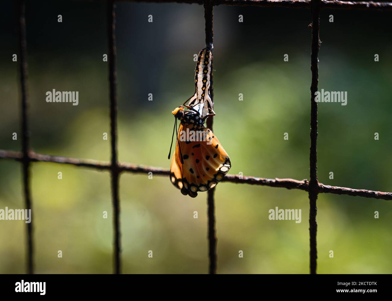 A Tawny Coster (Acraea terpsicore) butterfly caterpillar has been transformed into a pupa and ...