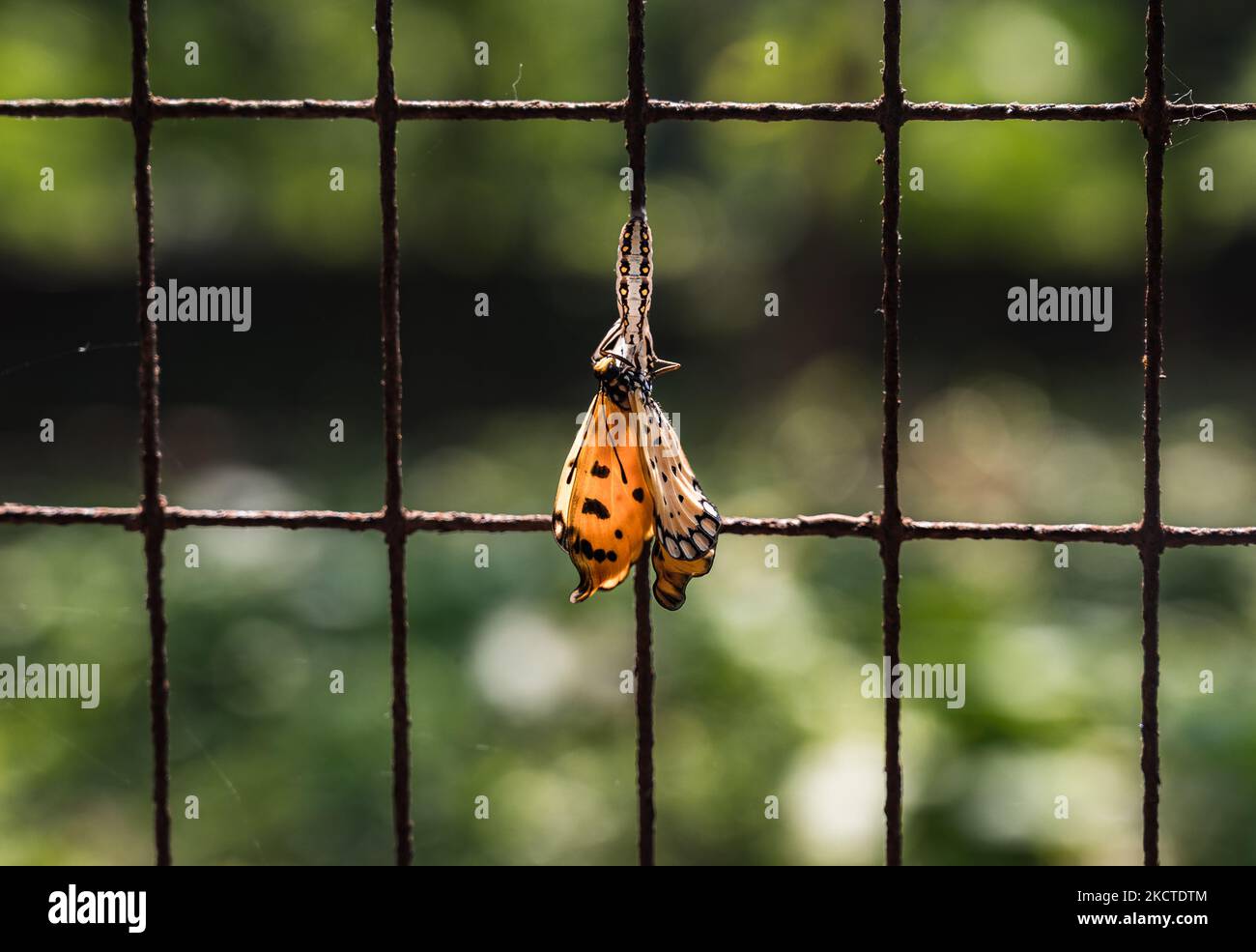 A Tawny Coster (Acraea terpsicore) butterfly caterpillar has been transformed into a pupa and ...