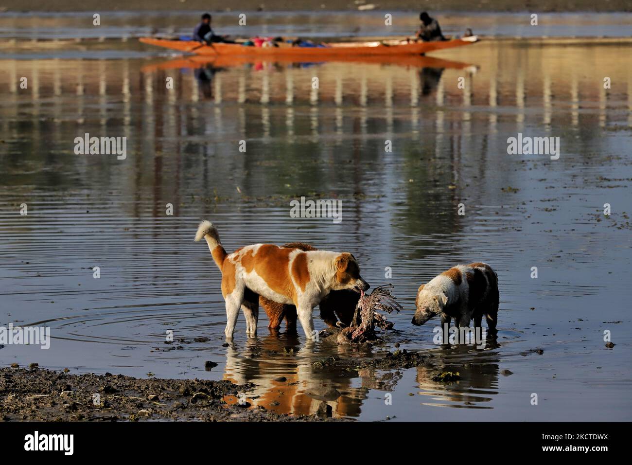 Stray Dogs eat a Dead animal in River Jehlum as Kashmiri men catch fish ...
