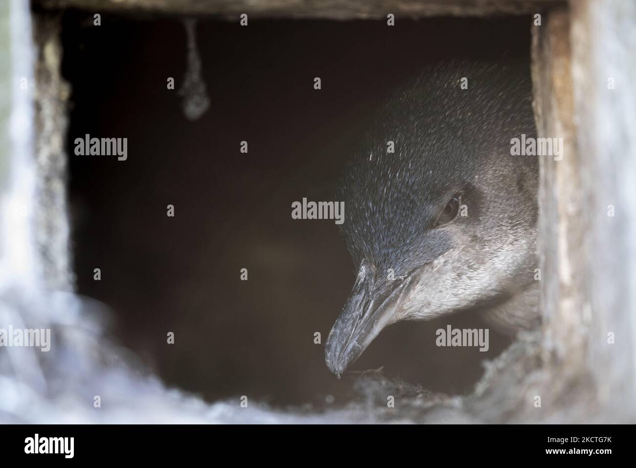 A little blue penguin rests in its nest in Dunedin, New Zealand, on ...