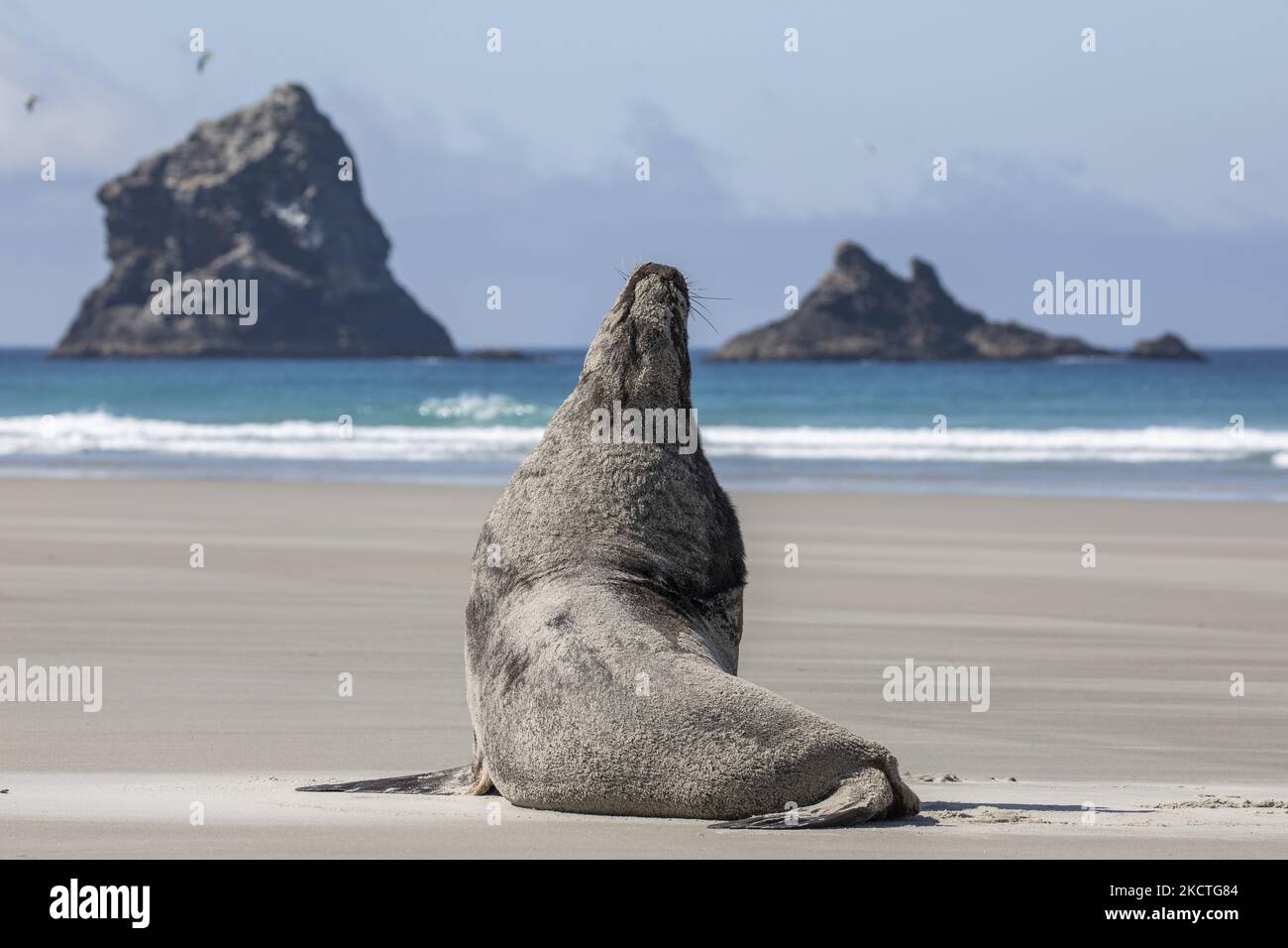 A sea Lion sunbathes in Sandfly Bay near Dunedin, New Zealand, on ...