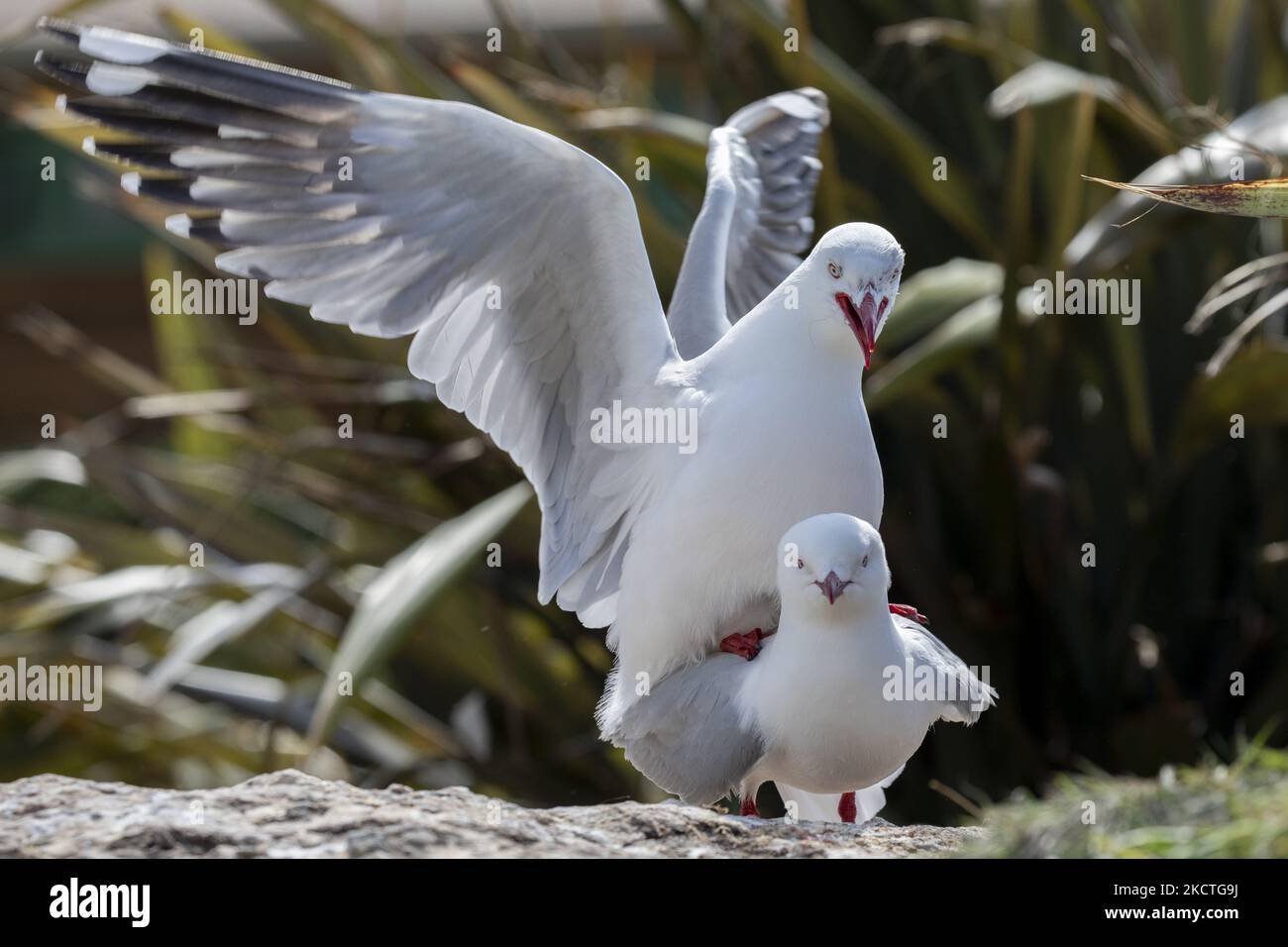 Red-billed gulls mate in a gull colony near Dunedin, New Zealand, on ...